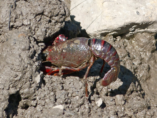 Crayfish or crawdad | Project Noah