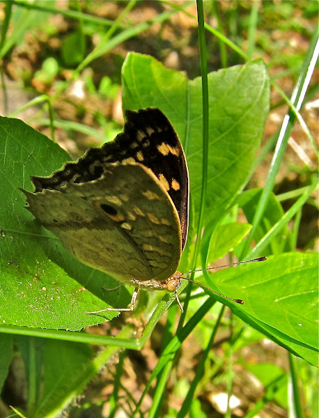 Lemon pansy | Project Noah