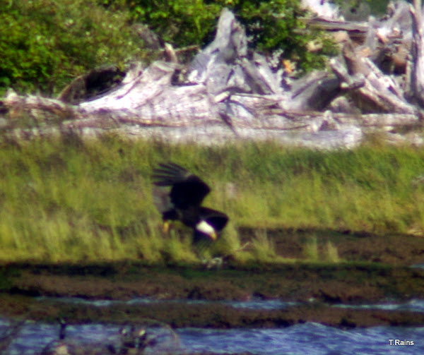 Bald Eagle | Project Noah