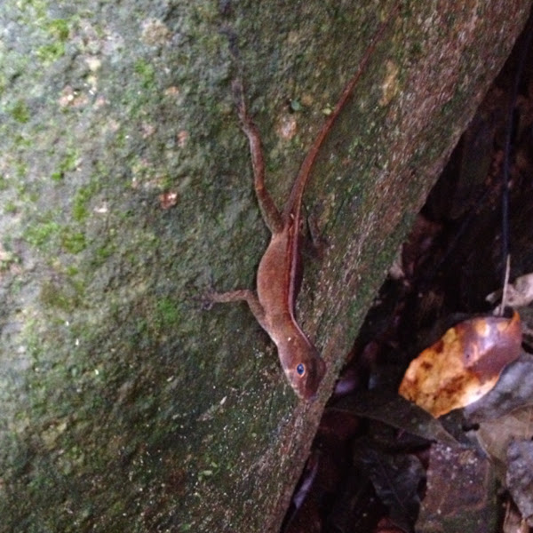 Yellow-chinned Anole | Project Noah