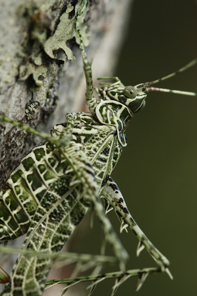 Lichen Katydid | Project Noah