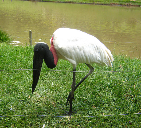 Tuiuiú | Project Noah