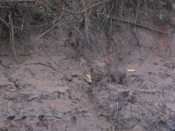 Capybara | Project Noah