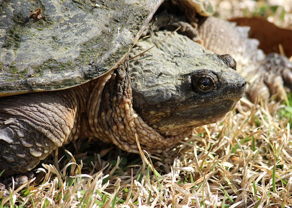 Snapping turtle | Project Noah