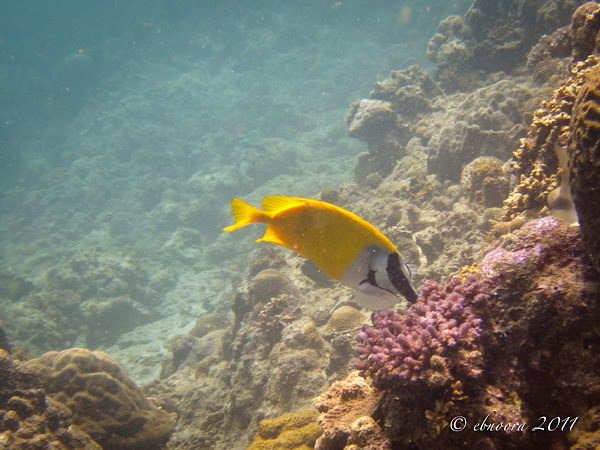Foxface Rabbitfish | Project Noah