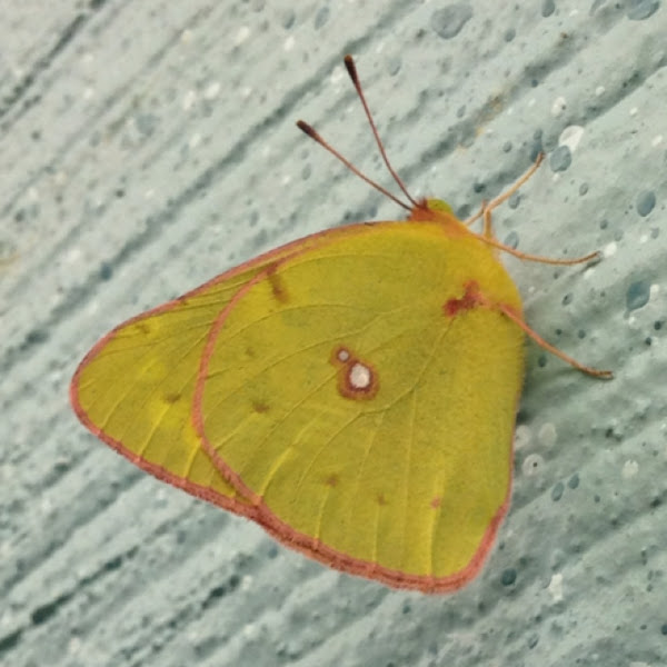 Clouded Sulphur | Project Noah