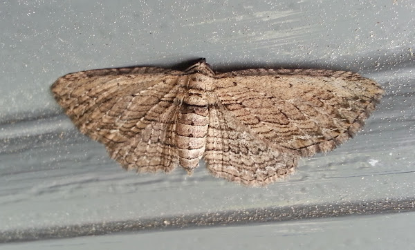 Brown Bark Carpet Moth | Project Noah