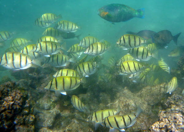 Convict Surgeon Fish | Project Noah