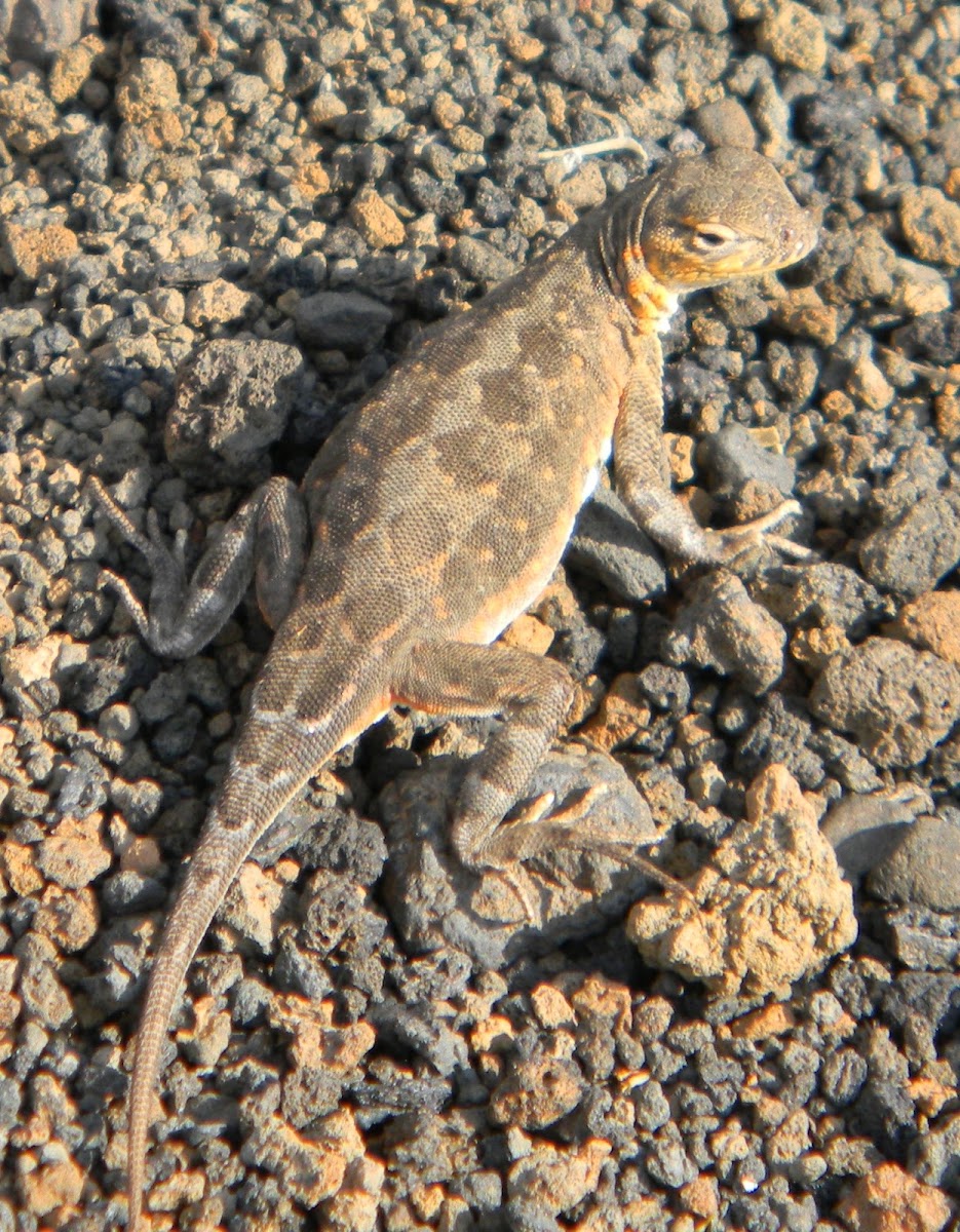 common lesser earless lizard | Project Noah