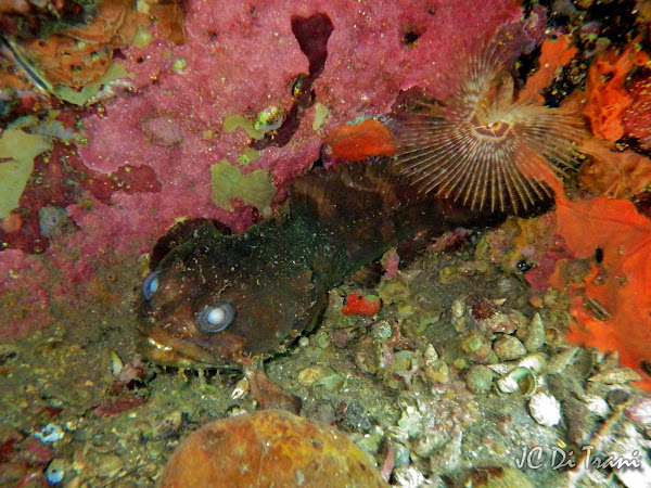 Sapo Bocon Fish | Project Noah