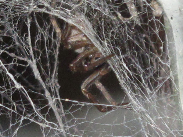 Grey House Spider | Project Noah