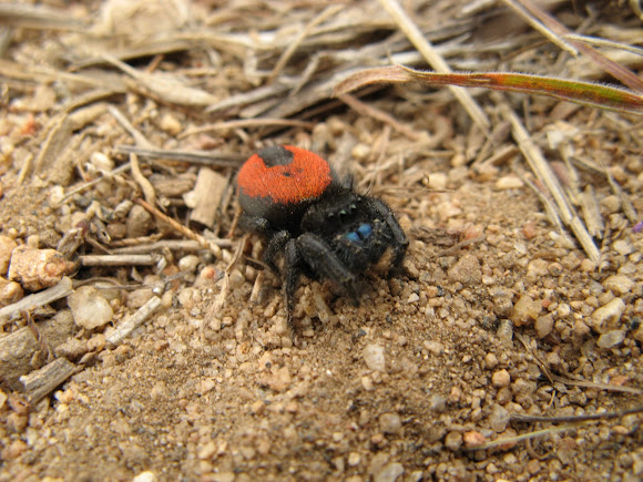 Redbacked jumping spider | Project Noah