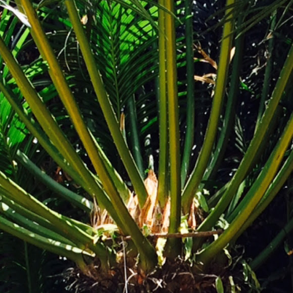 Pitogo | Project Noah