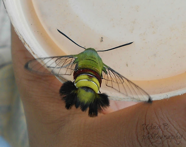 Coffee/Bee Hawk Moth | Project Noah