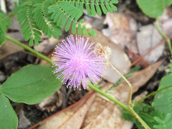 Littleleaf Sensitive Briar | Project Noah