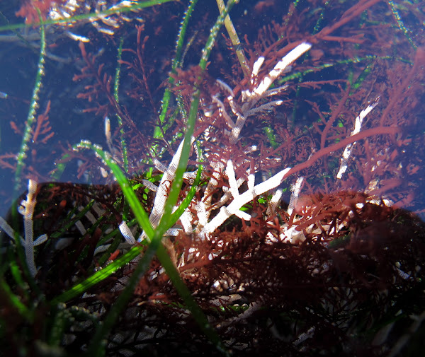 Moss Animal | Project Noah