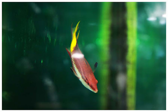 spotfin hogfish | Project Noah