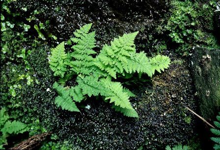 Dickie's Bladder Fern | Project Noah