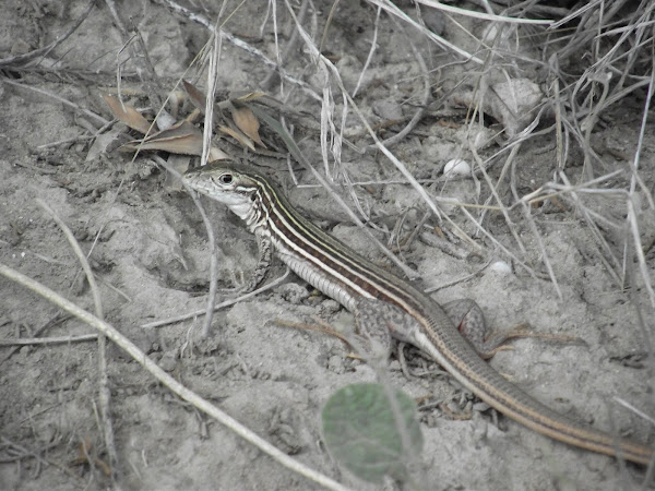 Texas Spotted Whiptail | Project Noah