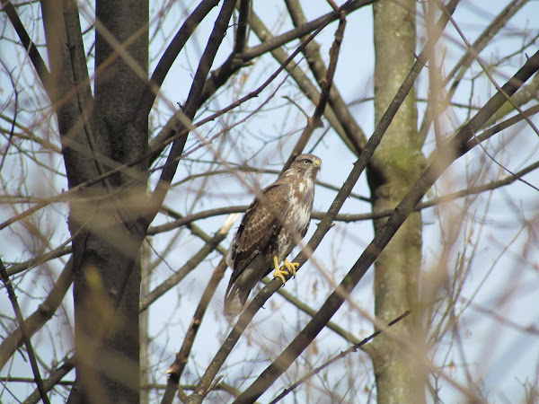 Common Buzzard | Project Noah