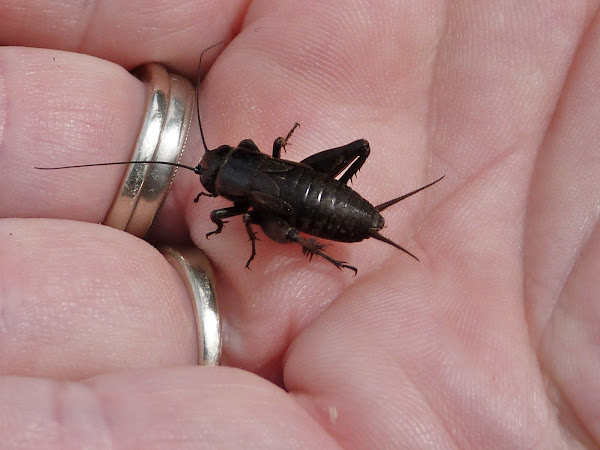 Field cricket (nymph) | Project Noah