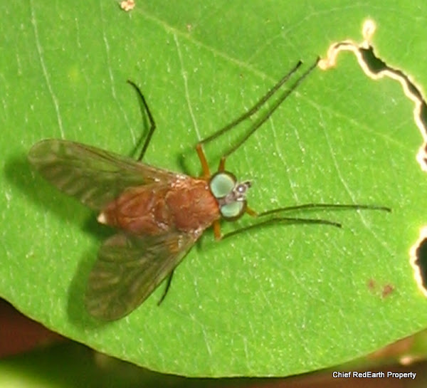 blue-eyed Fly | Project Noah