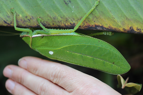Giant Leaf Katydid | Project Noah
