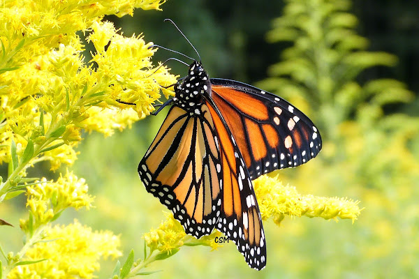Monarch Butterfly | Project Noah