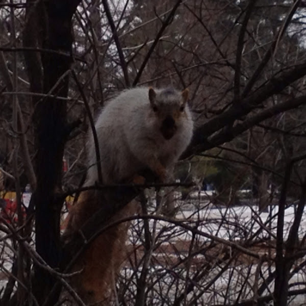 Eastern Fox Squirrel | Project Noah