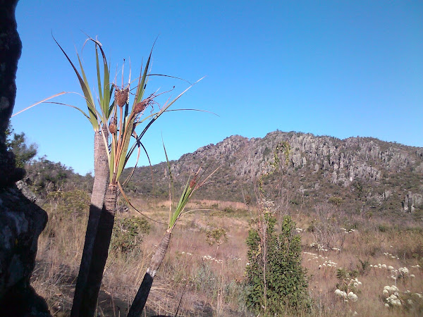 Shin-Ma | Project Noah