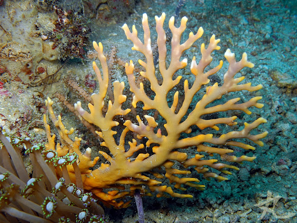 Lace Coral | Project Noah