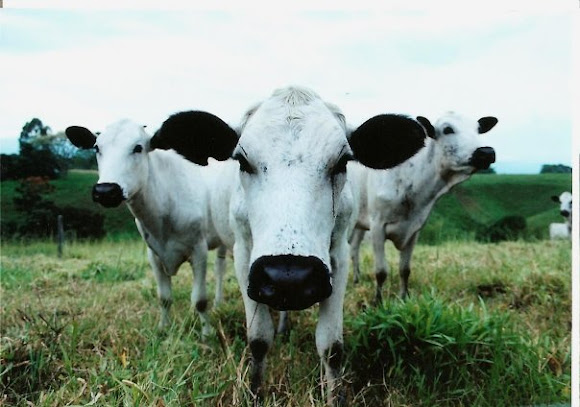 BON (Blanco Orejinegro) | Project Noah