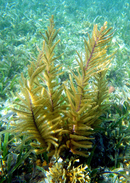 Bipinnate Sea Plume | Project Noah