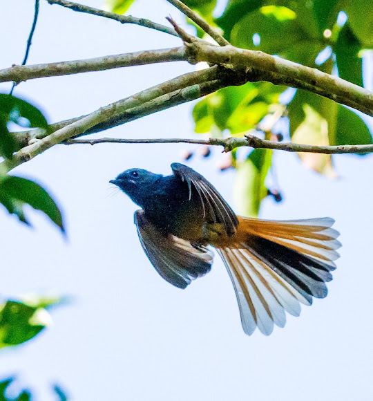 Blue-headed Fantail | Project Noah