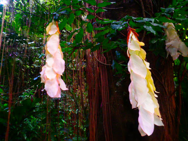 Pohon sapu tangan ( sapu tangan tree ) | Project Noah