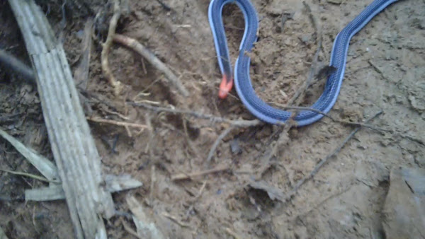 red headed krait | Project Noah