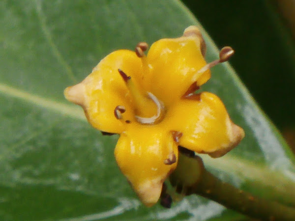 White Mangrove, Indian Mangrove, Api-api Ludat | Project Noah