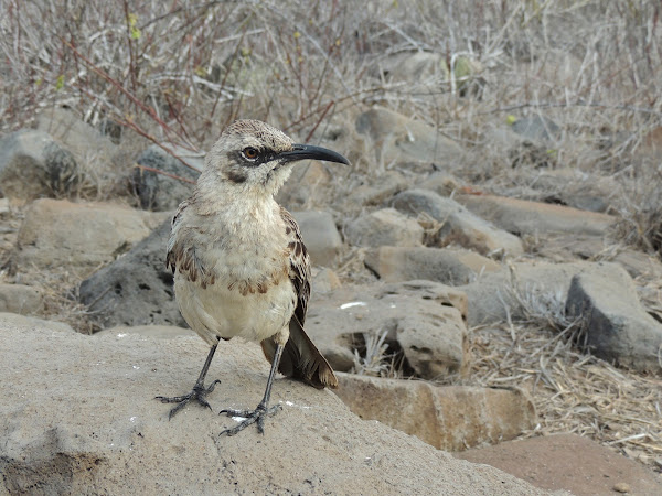Hood mockingbird | Project Noah