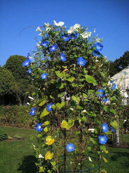 Heavenly Blue / Ukrasni slak | Project Noah