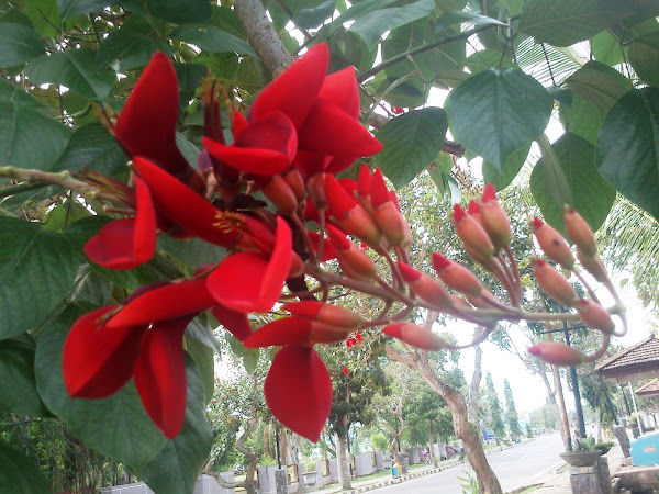 Dadap Merah | Project Noah