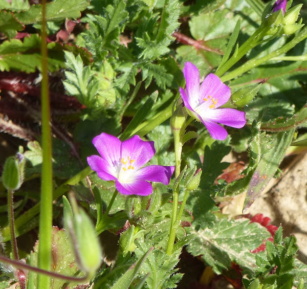 Red Maids | Project Noah