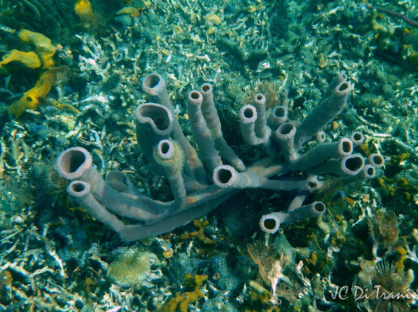 Sponge | Project Noah