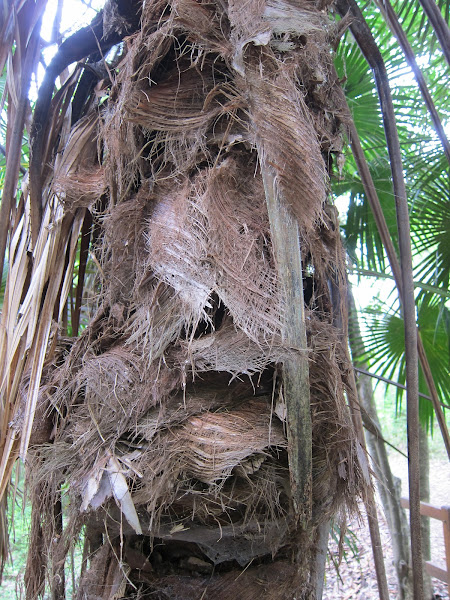 Cabbage Tree Palm | Project Noah