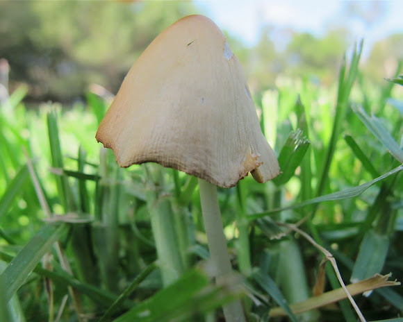 Milky Conecap Mushroom | Project Noah