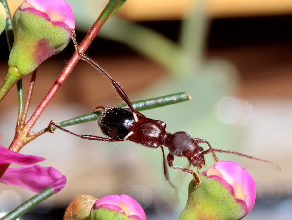 Flower longicorn (mimic) | Project Noah