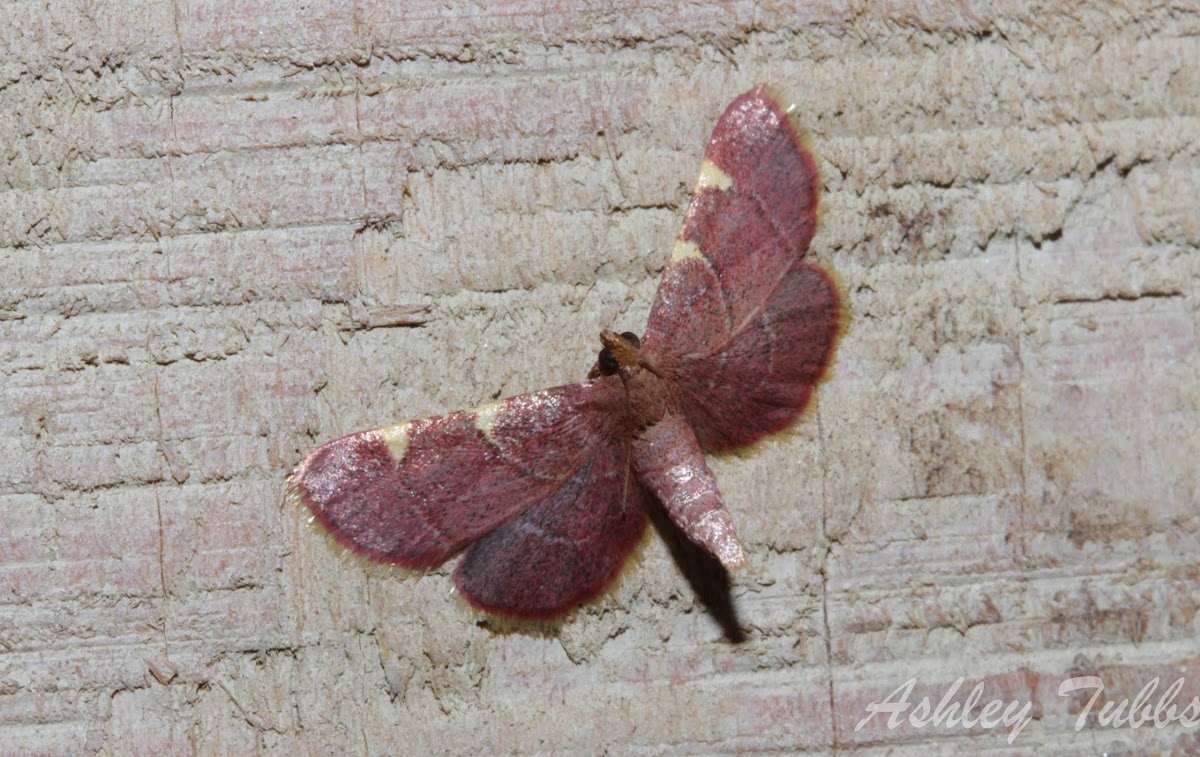 Yellow-fringed Dolichomia Moth | Project Noah