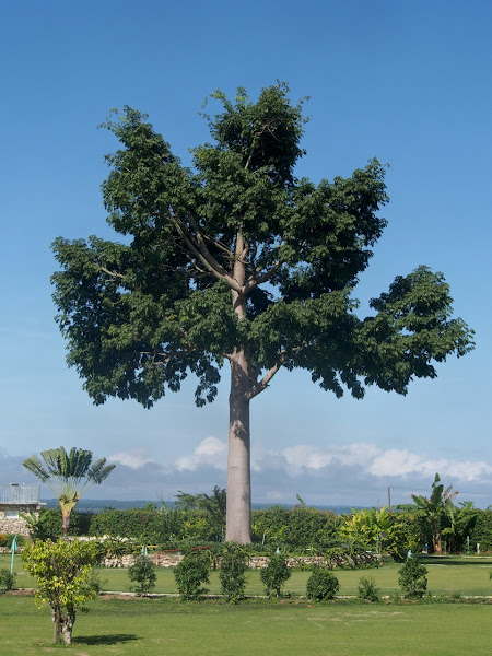 Ceiba Tree | Project Noah