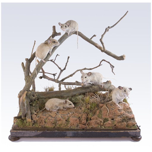 Field mice diorama — Google Arts & Culture