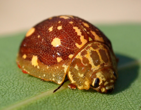 Eucalyptus Tortoise Beetle | Project Noah