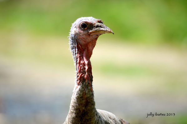 Domesticated Turkey (Female) | Project Noah